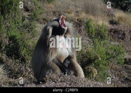 Simien Mountains, Northern Ethiopia: A trekker stands before the buttes ...