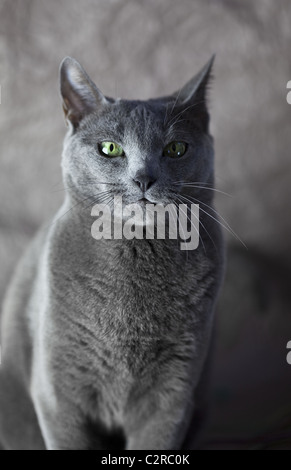 blue, wool, russian, purebred, ball of wool, pussycat, cat, domestic ...