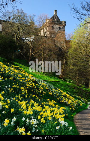 Daffodils on the castle embankment in Princes Street Gardens, Edinburgh ...