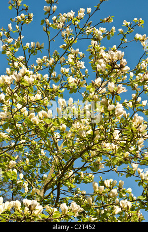 Magnolia Yellow Fever Stock Photo - Alamy