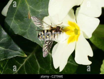 Hoverfly, Eupeodes luniger, Syrphidae, Diptera. Male Stock Photo - Alamy