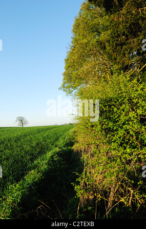 Hedge Rows Bordering Farmland Stock Photo - Alamy