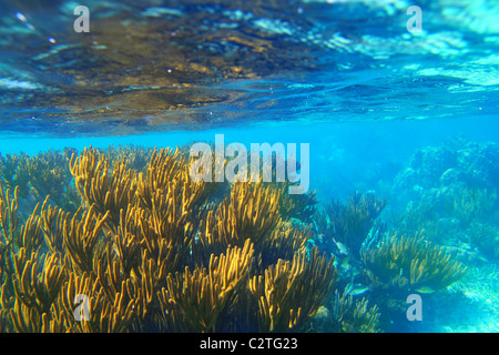 Mayan Riviera soft gorgonian reef seascape Stock Photo - Alamy