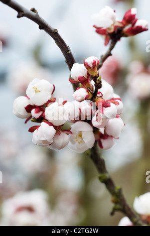 Apricot Delicot FLAVORCOT Stock Photo - Alamy