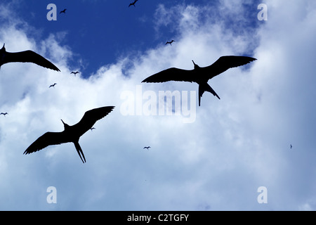 frigate bird silhouette backlight breeding season sky flying Stock ...
