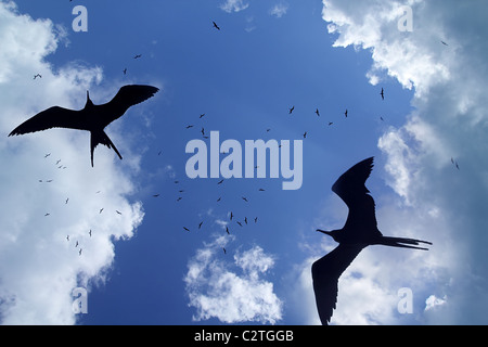 frigate bird silhouette backlight breeding season sky background Stock ...