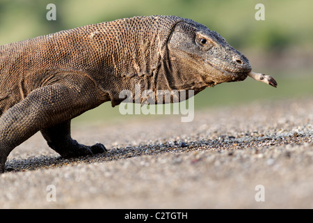 Komodo dragon (Varanus komodoensis) foot and claws detail, Komodo ...