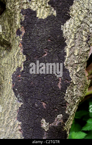 Beech Tarcrust Mushroom - Biscogniauxia Nummularia Stock Photo - Alamy