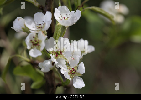 Conference pear blossom Stock Photo - Alamy