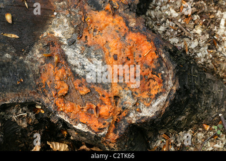 Orange Slime Flux Exuding from a Recently Cut Tree Stump. A Mixture of ...