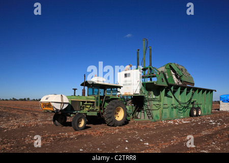 a cotton picker and module builder harvesting the crop in a cotton ...