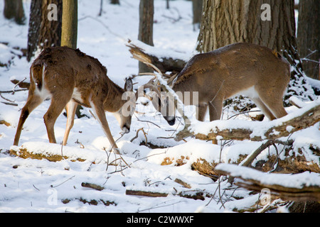 Two whitetail deer bucks fighting each other for dominance Stock Photo ...