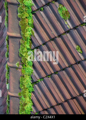 Sloping Roof full of moss during monsoon, Kerala, India Stock Photo - Alamy