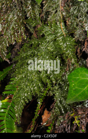 Killarney Fern, trichomanes speciosum Stock Photo - Alamy