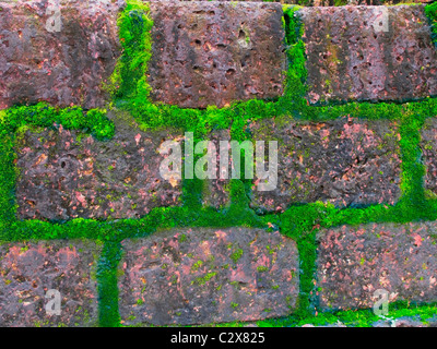 Sloping Roof full of moss during monsoon, Kerala, India Stock Photo - Alamy