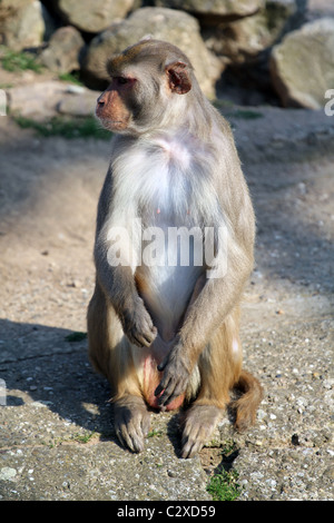 Vertical shot of a cute brown monkey chilling in the forest Stock Photo ...