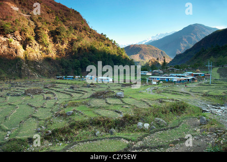 rice paddy fields in the himalayan hills Stock Photo - Alamy