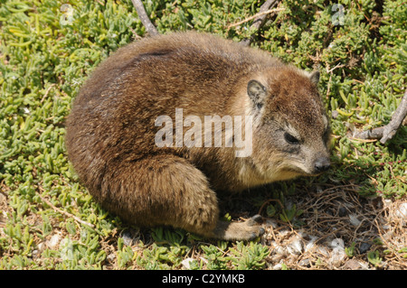 Dassies, Rock Hyrax, rock rabbits Stock Photo - Alamy