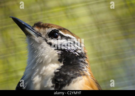 greater necklaced laughing thrush, greater necklaced laughingthrush ...
