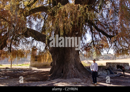 Ahuehuete tree (Taxodium mucronatum) also known as Montezuma Cypress or ...