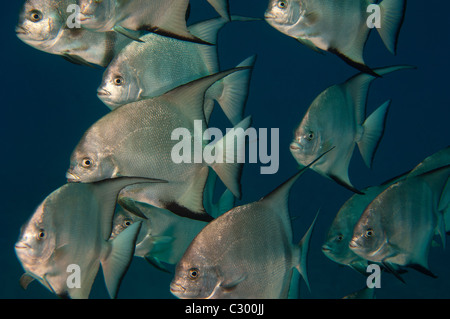 Small school of free swimming Atlantic Spadefish Stock Photo - Alamy