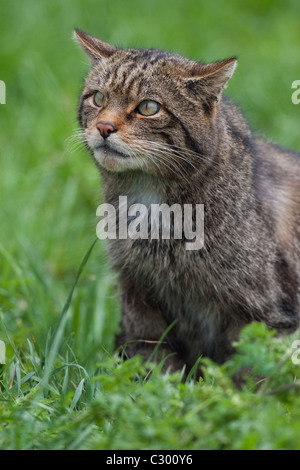 Wildcat (Felis silvestris) looking out of its hiding place in the snow ...