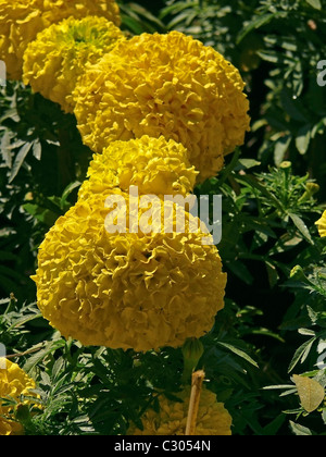 Marigold flowers, Calendula officinalis Linn, Family: N.O. Compositae ...