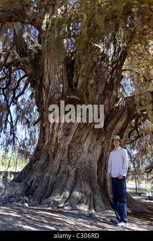 Ahuehuete tree (Taxodium mucronatum) also known as Montezuma Cypress or ...
