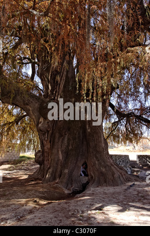 Taxodium mucronatum. Ahuehuete tree Stock Photo - Alamy