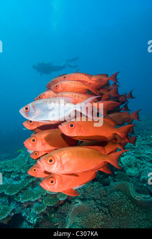 Schooling big-eye or glass-eye snapper, Heteropriacanthus cruentatus ...