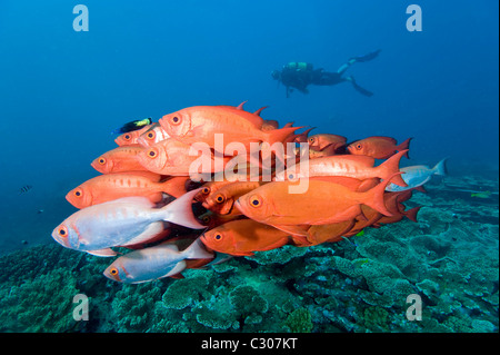 Schooling big-eye or glass-eye snapper, Heteropriacanthus cruentatus ...