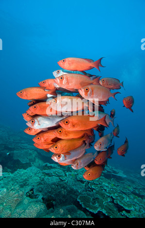 Schooling big-eye or glass-eye snapper, Heteropriacanthus cruentatus ...