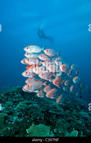 Schooling big-eye or glass-eye snapper, Heteropriacanthus cruentatus ...
