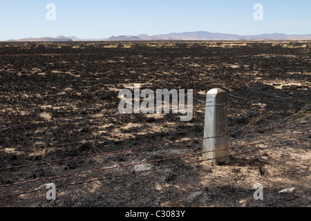 Aftermath of wild fires that devastated ranch land near Marfa and Fort ...