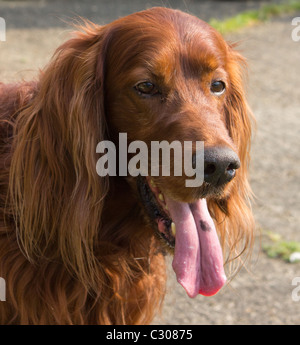 Dog Breeds Red Setter Stock Photo - Alamy