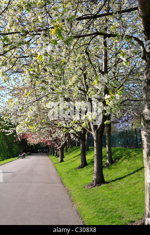 Blossom trees in Crookes Valley Park, Sheffield, South Yorkshire ...