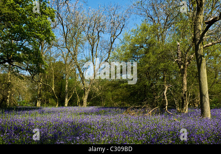 Bluebells in Northland Woods Stock Photo - Alamy