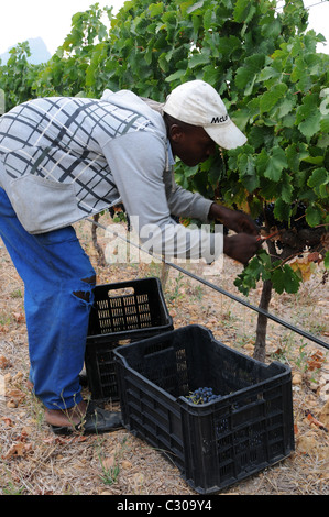 Day laborers who work in the vineyard Stock Photo - Alamy