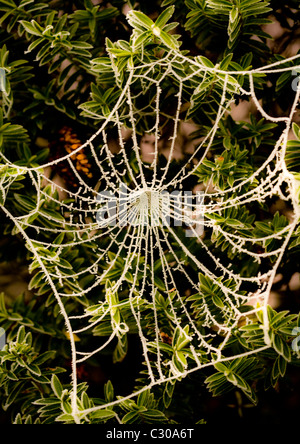 Hoar frost spider web as frozen white silhouette Stock Photo - Alamy