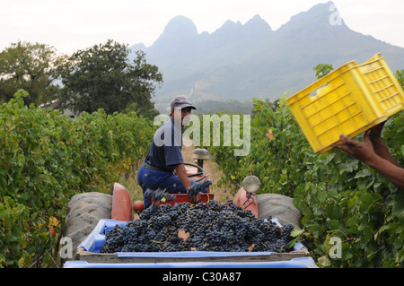 Grapes, grape picking, grape shrubs, workers, hard work Stock Photo - Alamy