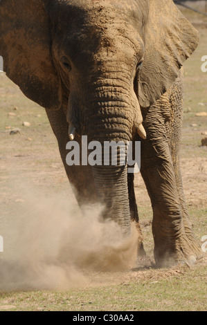 Portrait of an African elephant on a dusty ground Stock Photo - Alamy