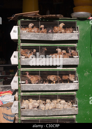 Baby chickens on display in racks of special cages in a store front in ...