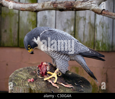 Peregrine falcon (Falco peregrinus) tearing apart and eating a feral ...