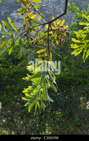 Fruits and leaves of the wild almond (Brabejum stellatifolium ...