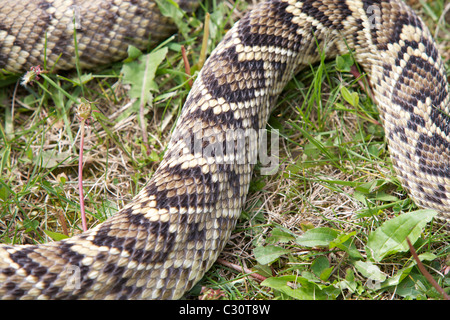diamond rattlesnake, diamond rattlesnakes, eastern diamondback, eastern ...