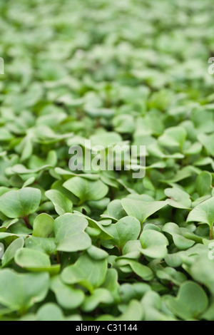 Chilli Cress growing in a greenhouse Stock Photo - Alamy