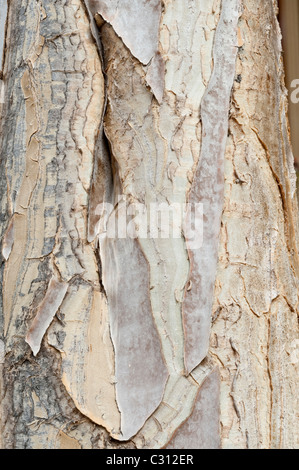 Botterboom, Tylecodon paniculatus Stock Photo - Alamy
