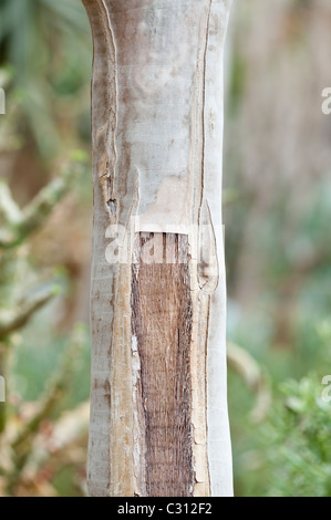 Botterboom or Butter Tree (Tylecodon paniculatus) in habitat ...