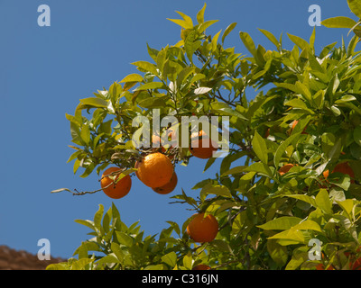 Naranjo orange tree Stock Photo - Alamy