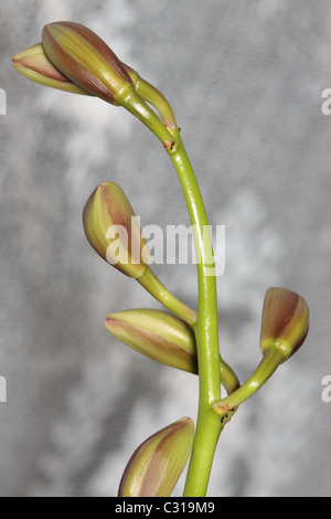 A vertical closeup of the red ants on the green stem carrying a ...